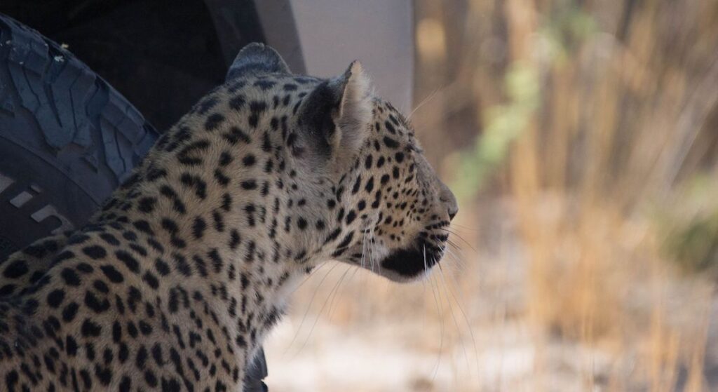 Moremi Game Reserve - Okavango Expeditions